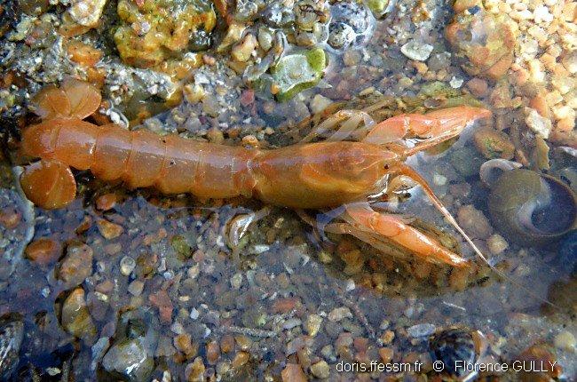 Axius stirhynchus | DORIS