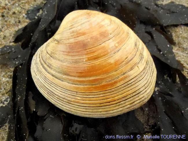 Mercenaria mercenaria | DORIS