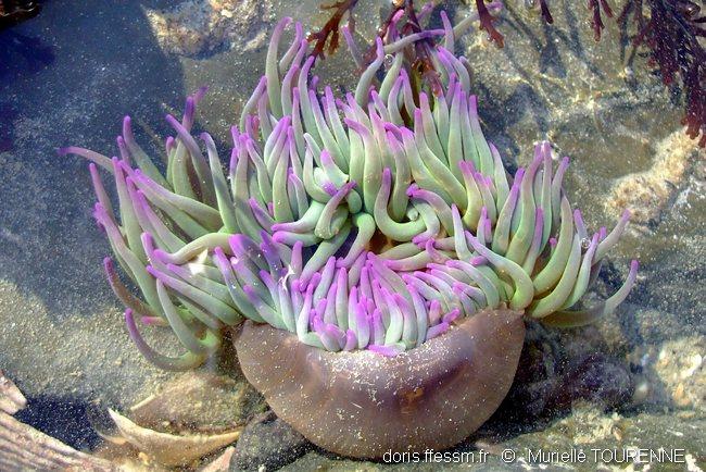 Anemonia viridis | DORIS