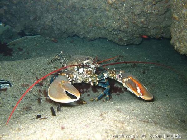 Homarus gammarus | DORIS