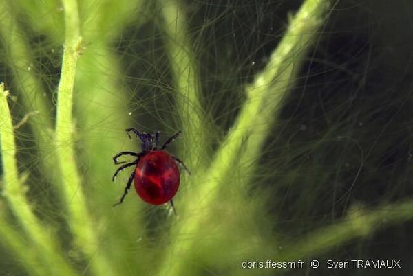 Hydrachnidia (sous-cohorte) | DORIS