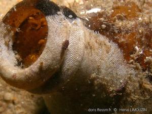 Conopeum reticulum | DORIS