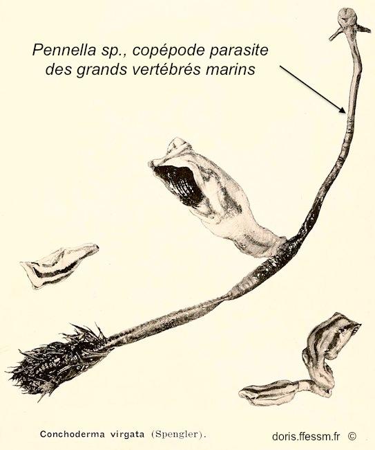 Conchoderma virgatum | DORIS