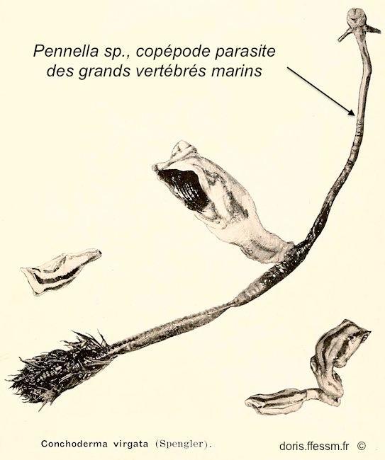 Conchoderma virgatum | DORIS