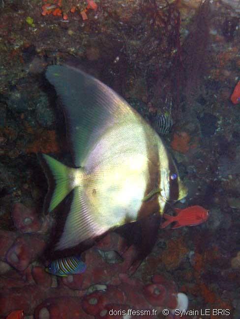 Platax pinnatus | DORIS