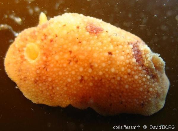 Doris pseudoargus | DORIS
