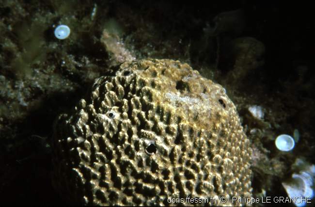 Ircinia variabilis | DORIS