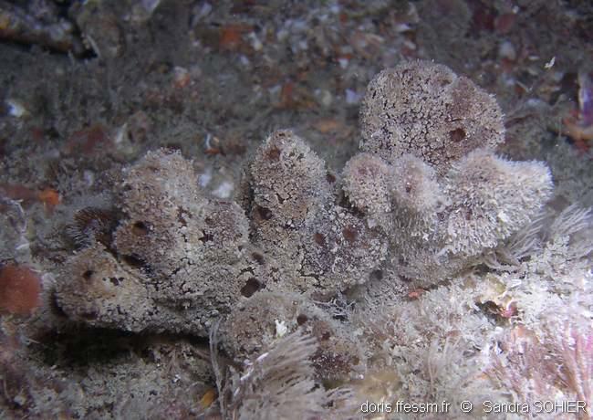 Raspailia (Raspailia) ramosa | DORIS