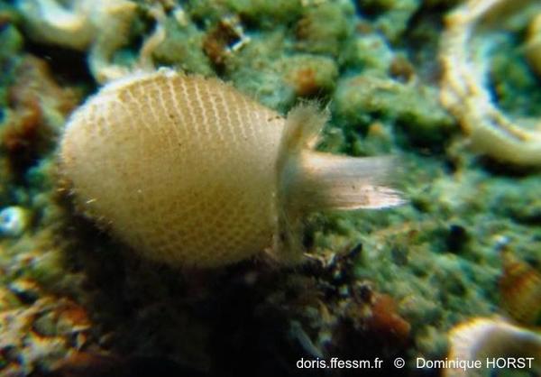 Sycon elegans/humboldti | DORIS