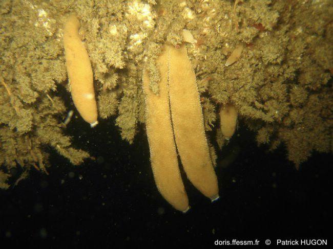 Sycon quadrangulatum | DORIS