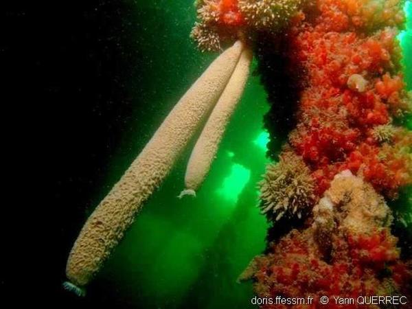 Sycon quadrangulatum | DORIS