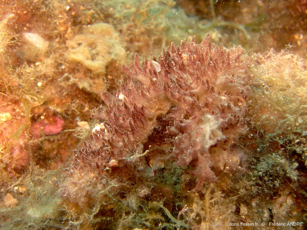 Symploca hydnoides | DORIS