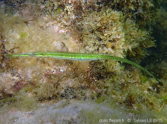 Syngnathus sp | DORIS