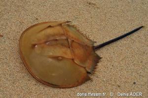 Limulus polyphemus | DORIS