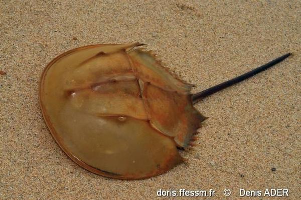 Limulus polyphemus | DORIS