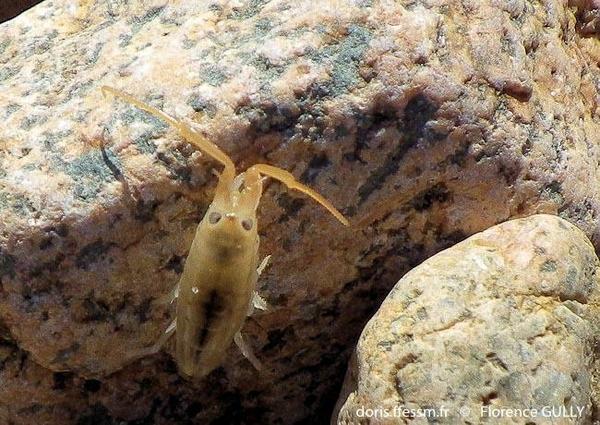 Talitrus saltator | DORIS