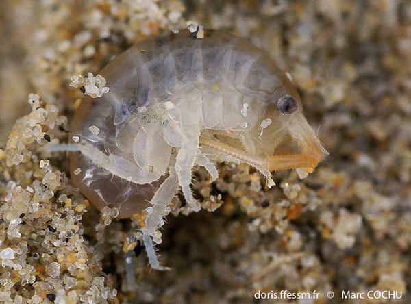 Talitrus saltator | DORIS