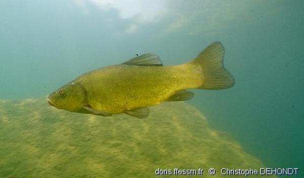 Tinca tinca | DORIS