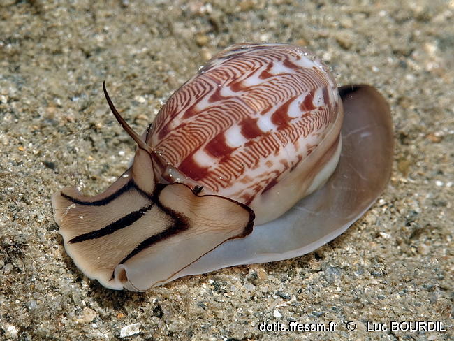 Tanea undulata | DORIS