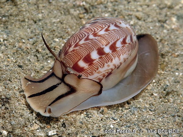 Tanea undulata | DORIS