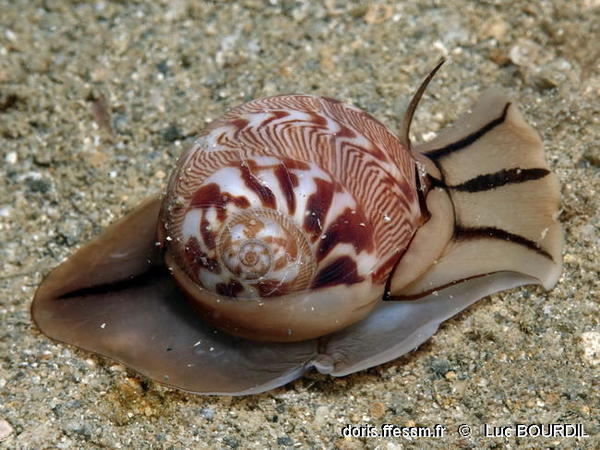 Tanea undulata | DORIS