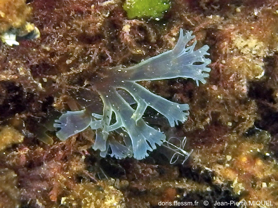 Taonia atomaria | DORIS