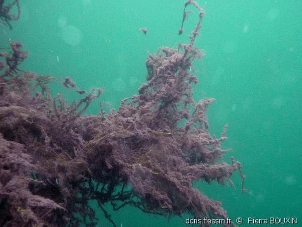 Planktothrix rubescens | DORIS