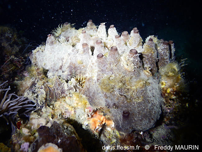 Tedania (Tedania) anhelans | DORIS