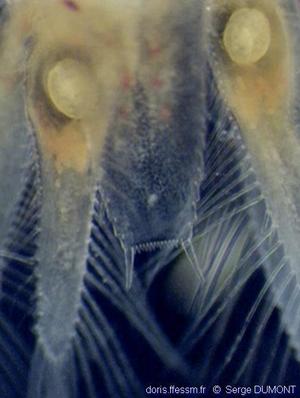 Hemimysis anomala | DORIS