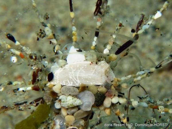 Lanice conchilega | DORIS