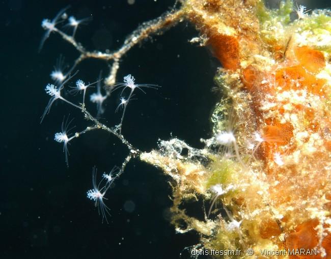 Pennaria disticha | DORIS