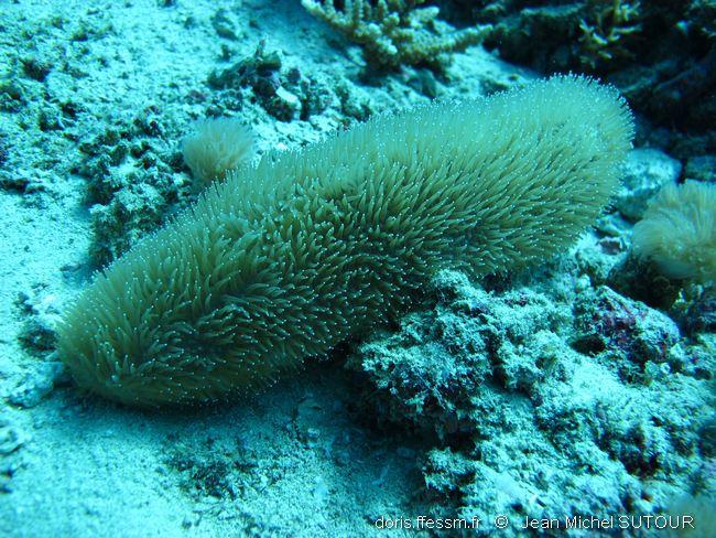 Polyphyllia talpina | DORIS