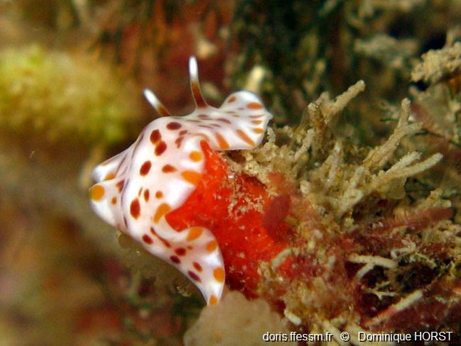 Stylochus plessissii | DORIS