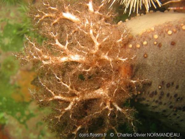 Cucumaria frondosa | DORIS