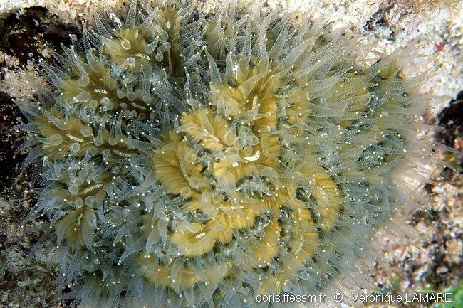 Meandrina meandrites | DORIS