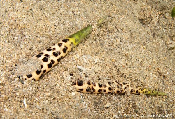 Terebra subulata | DORIS