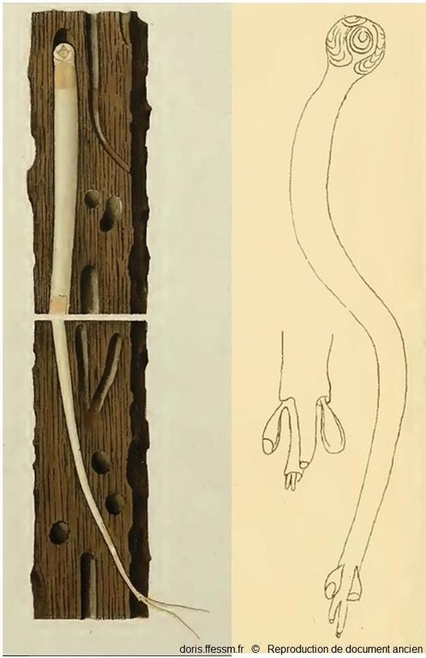 Teredo navalis | DORIS