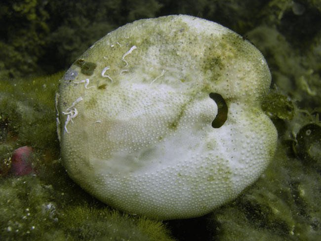 Spatangus purpureus | DORIS