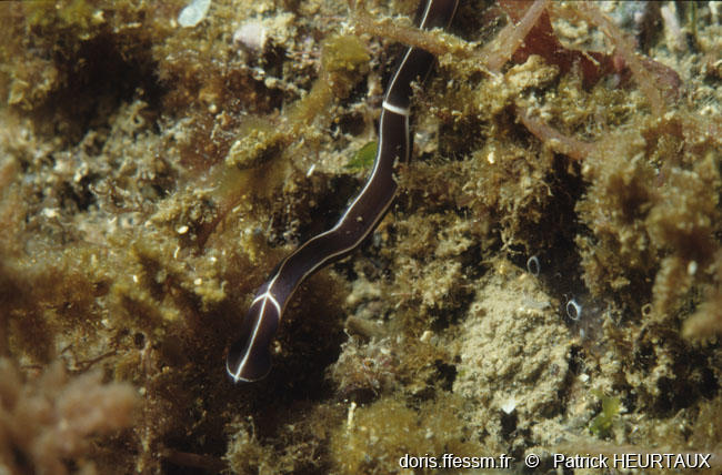 Tubulanus superbus | DORIS