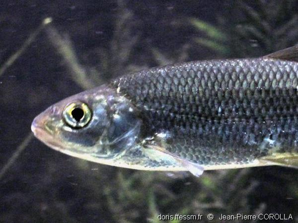 Leuciscus leuciscus | DORIS