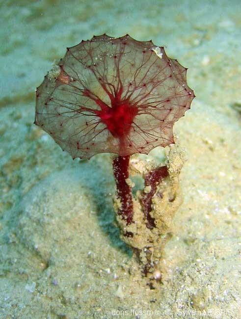 Oceanapia sagittaria | DORIS