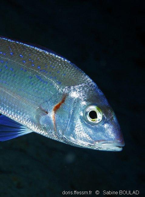 Pagellus erythrinus | DORIS