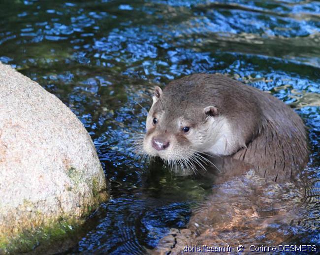 Lutra lutra | DORIS