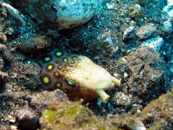 Ophichthus polyophthalmus | DORIS