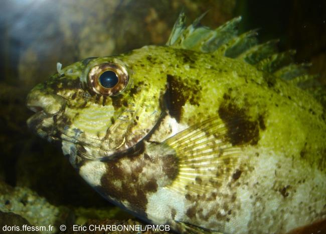 Siganus luridus | DORIS