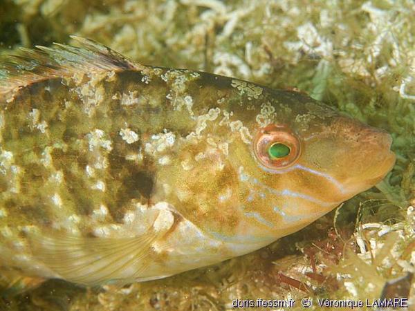 Symphodus cinereus | DORIS