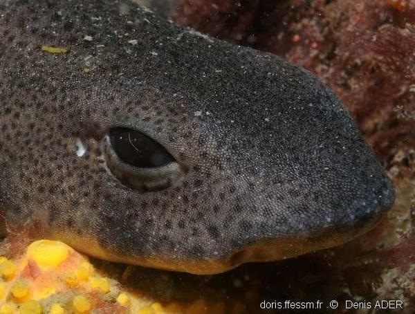 Scyliorhinus canicula | DORIS