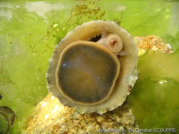 Patella vulgata | DORIS