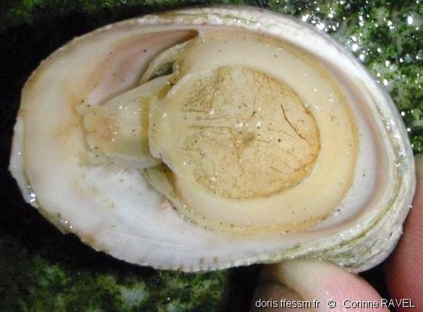 Crepidula fornicata | DORIS