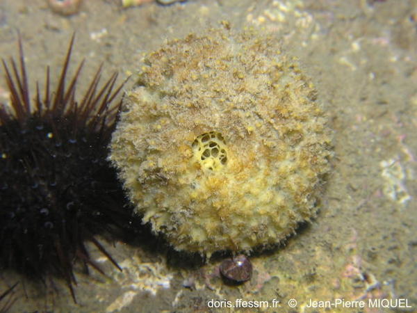 Tethya citrina | DORIS